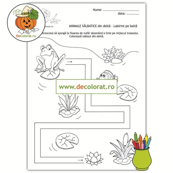 Animale sălbatice din pădure - planșă de colorat | Decolorat.ro